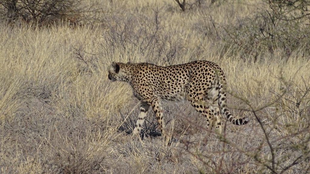 Southern and Eastern African Cheetah in August 2022 by Joachim Louis. 4 ...
