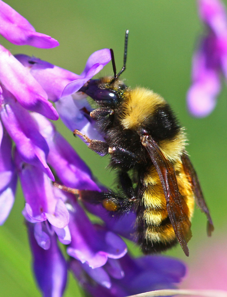 Northern Amber Bumble Bee (Seney and the Surrounding Areas Pollinators ...