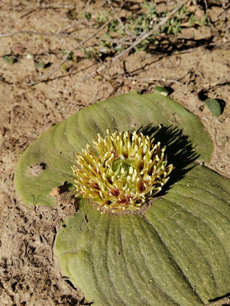 Hedgehog Lily from Breede River DC, South Africa on August 10, 2019 at ...