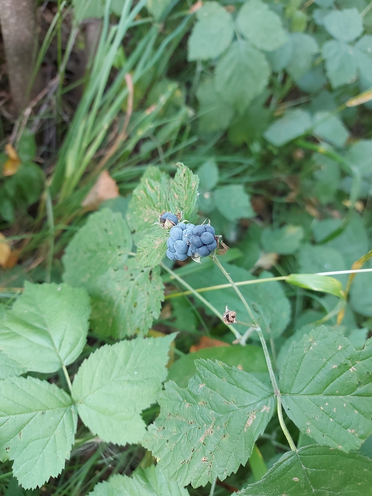 European dewberry from Подольск on August 7, 2022 at 04:30 PM by ...