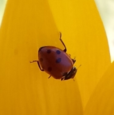 Variegated Lady Beetle from Boardman St @ Ashley St, Boston, MA 02128 ...