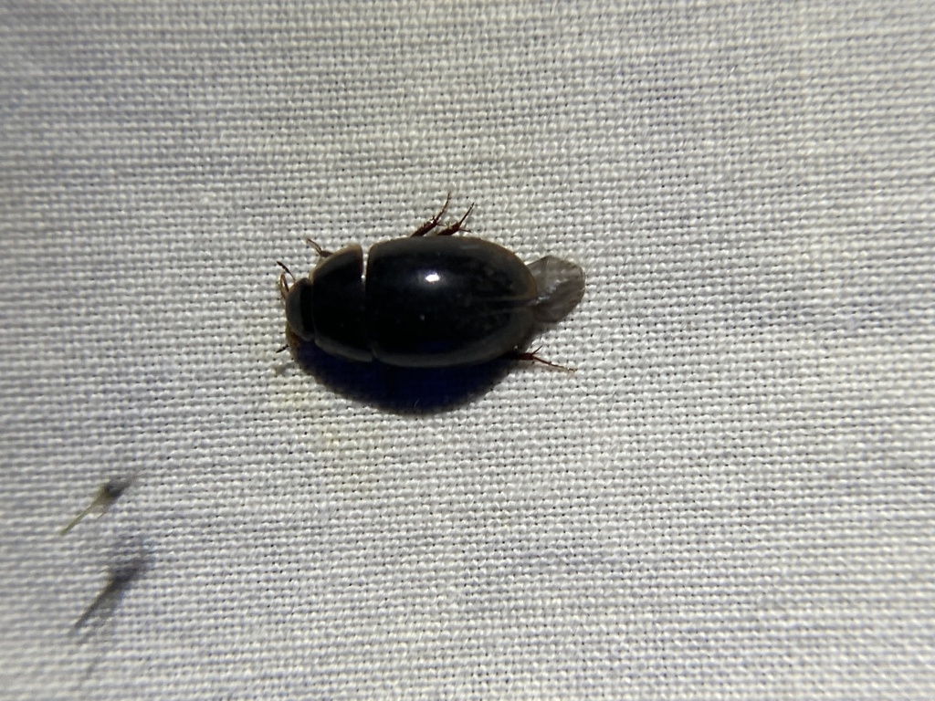 Enochrus in July 2022 by Ken Rosenthal · iNaturalist