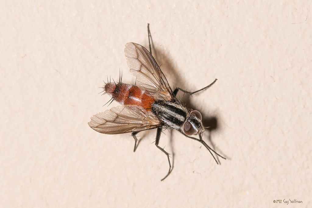 Mintho from Montecito, CA 93108, USA on August 06, 2022 at 09:55 PM by ...