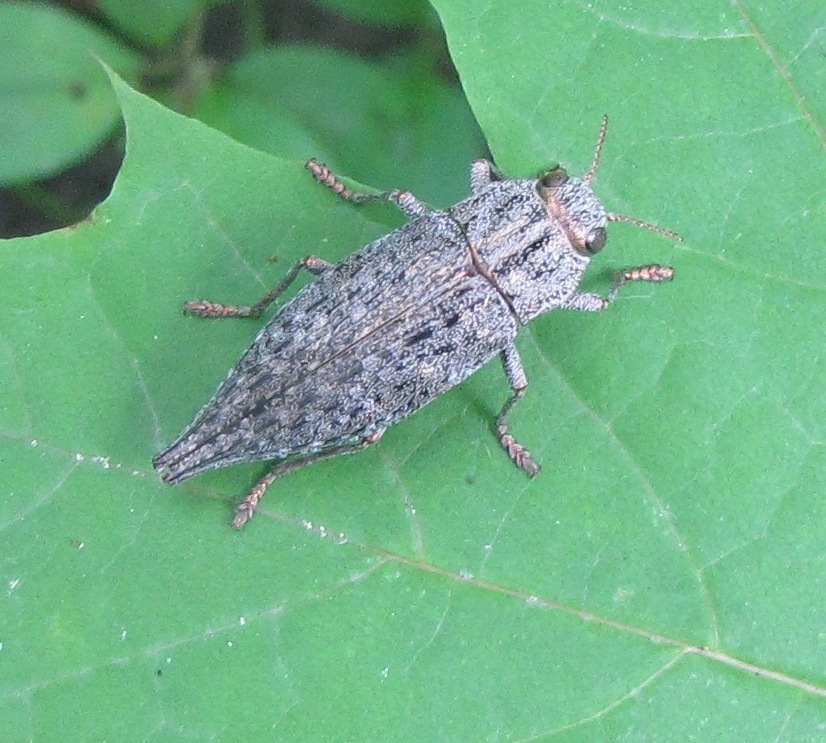 Flat-headed Hardwood Borer (Putnam County Site Observations - Fishflies ...