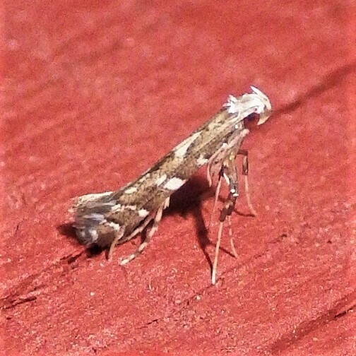 Aster Tentiform Blotchminer from Fitzgerald Rd, Burdett, NY 14818, USA ...