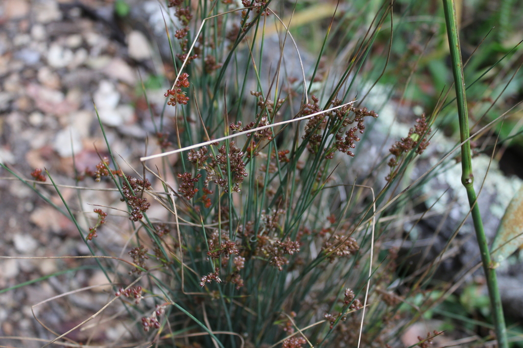 Spreading Rush from Johnstone Trail, California 94937, USA on August 01 ...