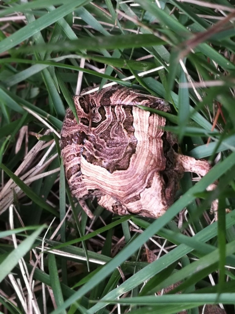 Beautiful Pygmy Frog from Nanning, CN-GX, CN on March 23, 2019 at 08:17 ...