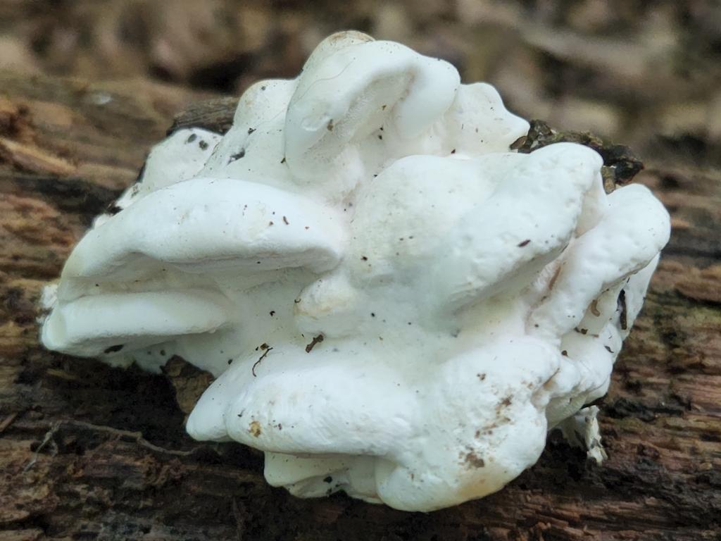 Poplar Bracket from Bloomington, IN, USA on August 07, 2022 at 10:28 AM ...