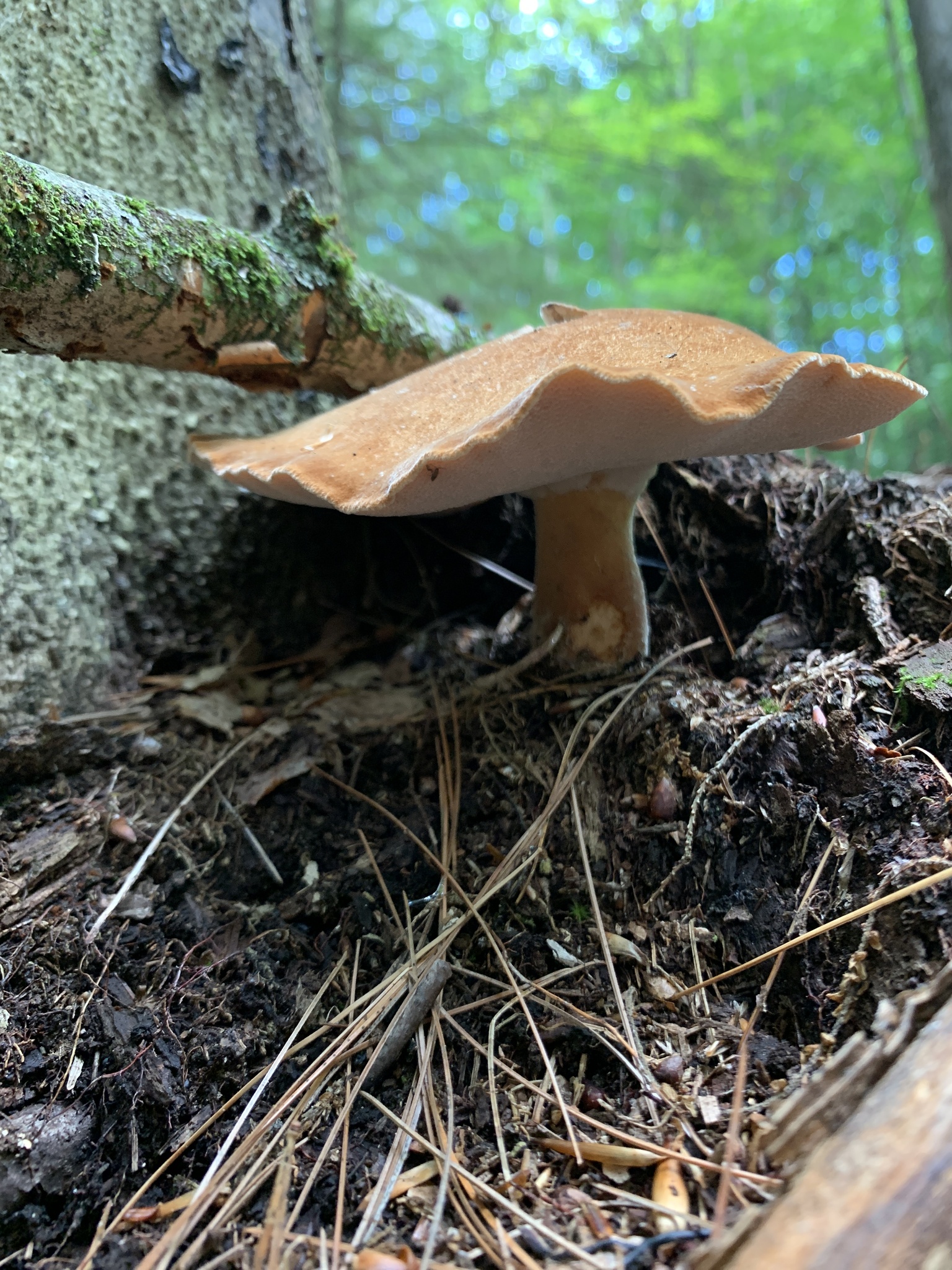 Polyporus radicatus Schwein.