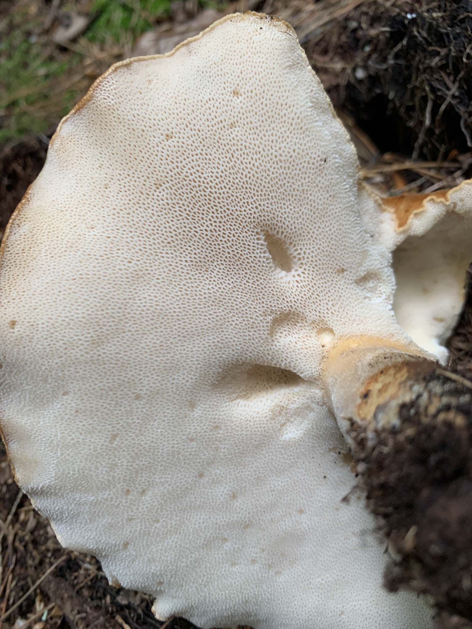 Polyporus radicatus Schwein.