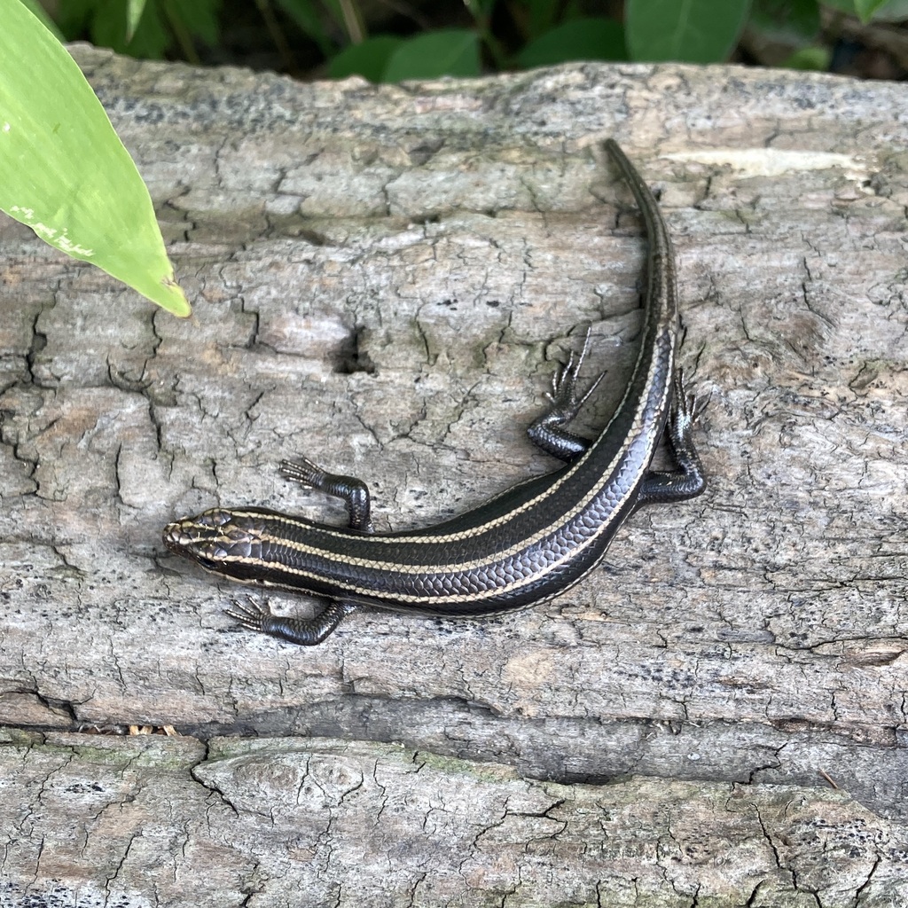 Common Five-lined Skink from Philadelphia, Pennsylvania, United States ...
