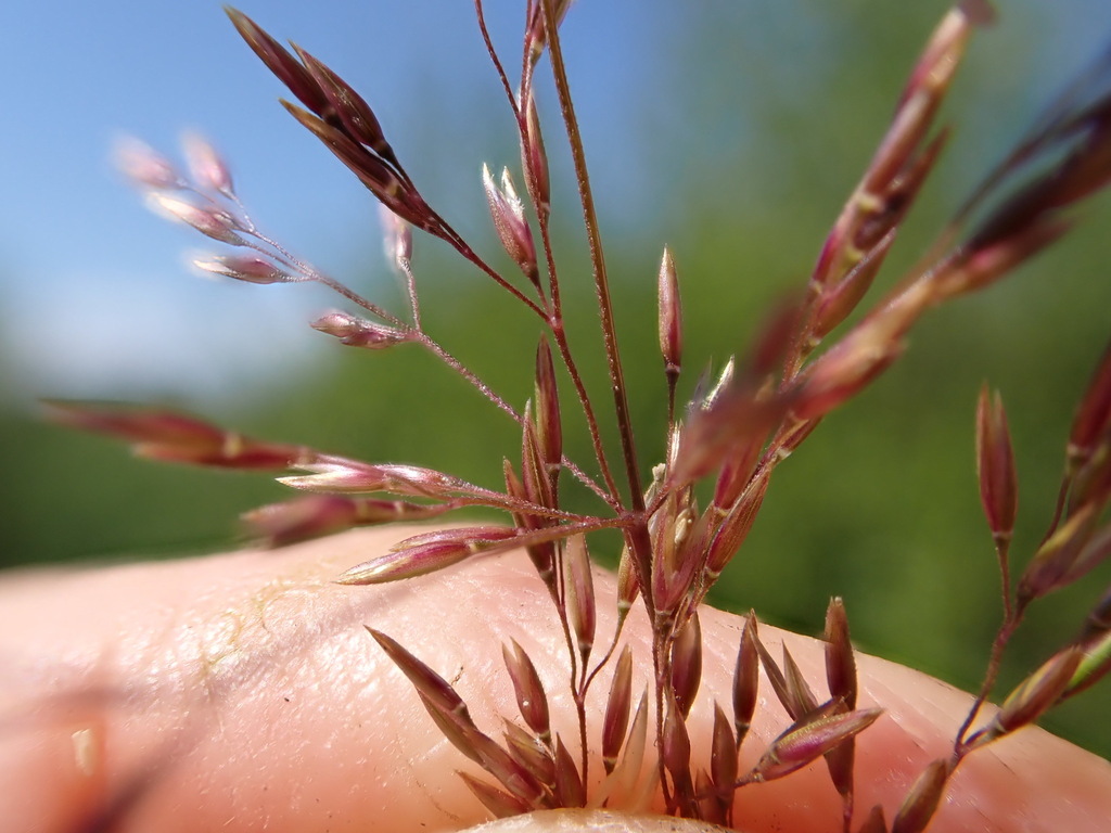 Redtop (Grasses, Sedges, Catails, and Allies (Order Poales) of Nebraska ...