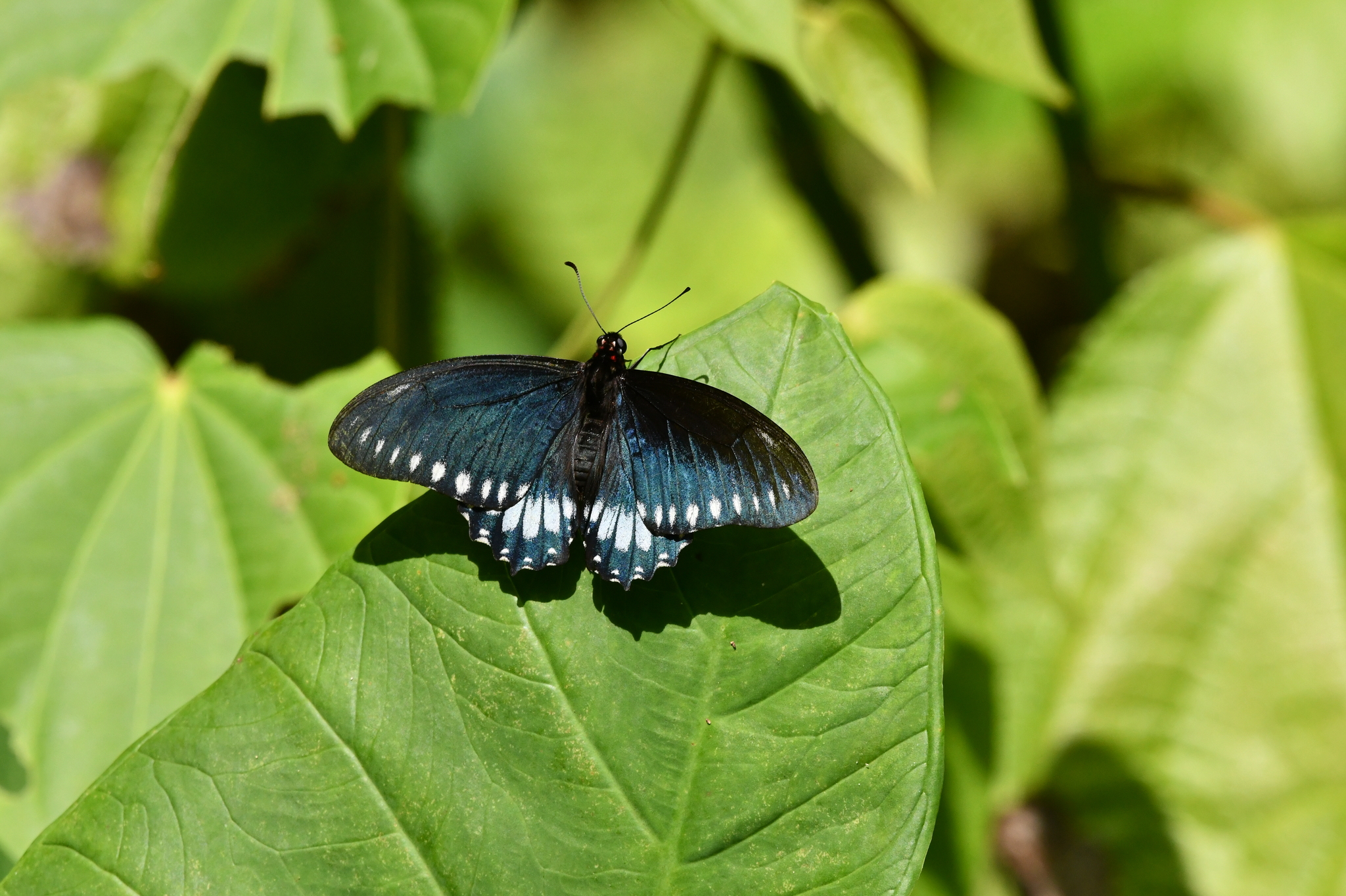Mimoides phaon (Boisduval, 1836)