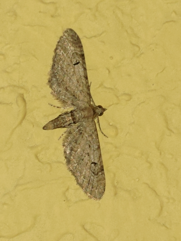 Juniper Pug from Nizhnij Novgorod on August 7, 2022 at 05:42 PM by ...