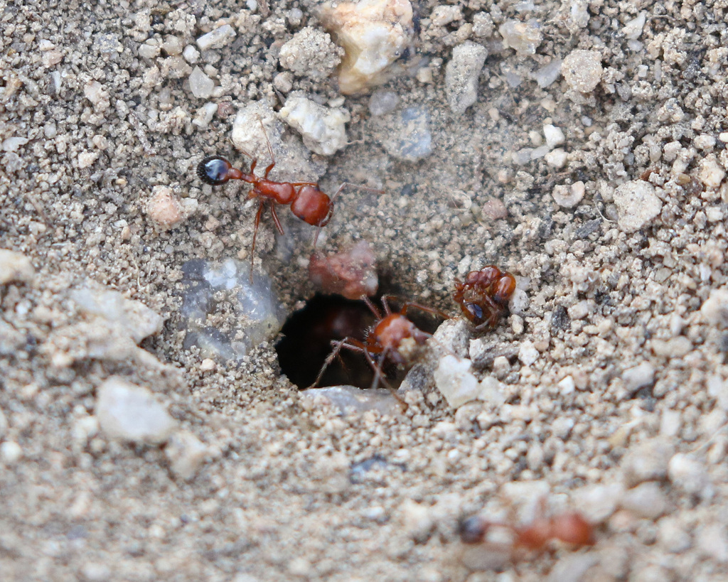 California Harvester Ant from Inyo County, CA, USA on August 02, 2022 ...