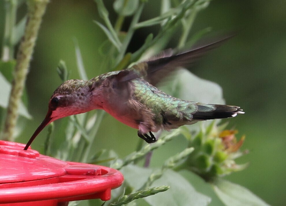 Ruby-throated Hummingbird from 800 S Rolling Rd, Catonsville, MD 21228 ...