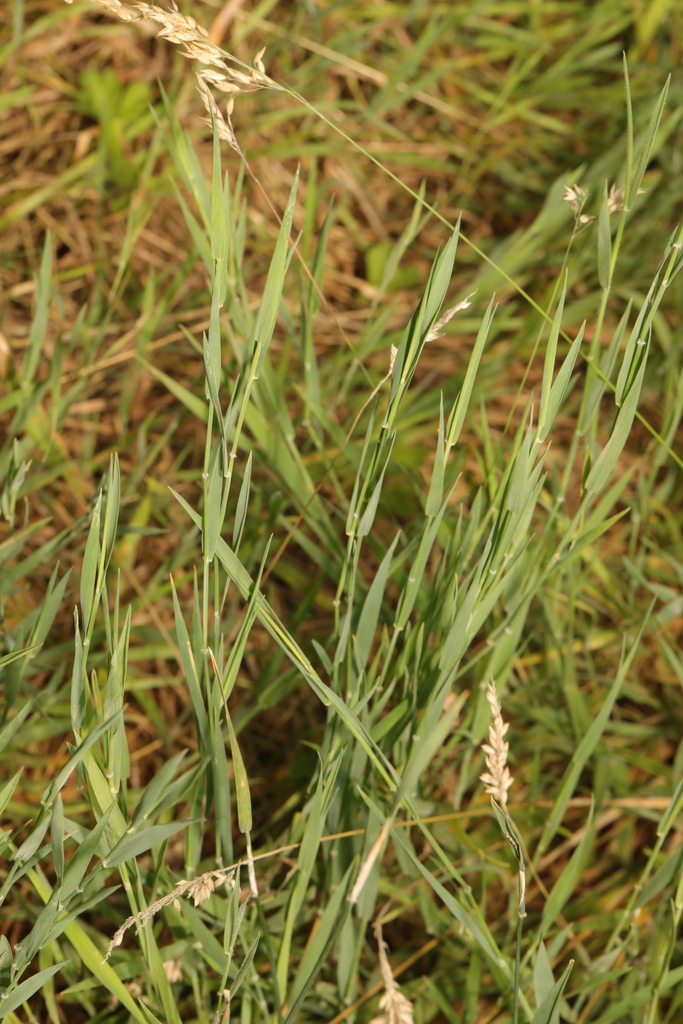 creeping velvet grass from Eaton Street Park, Eaton Street, Prescot ...