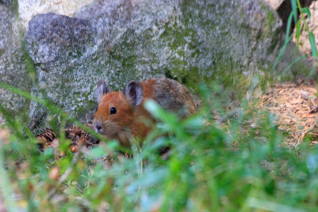 Turkestan Red Pika (Ochotona rutila) - Know Your Mammals
