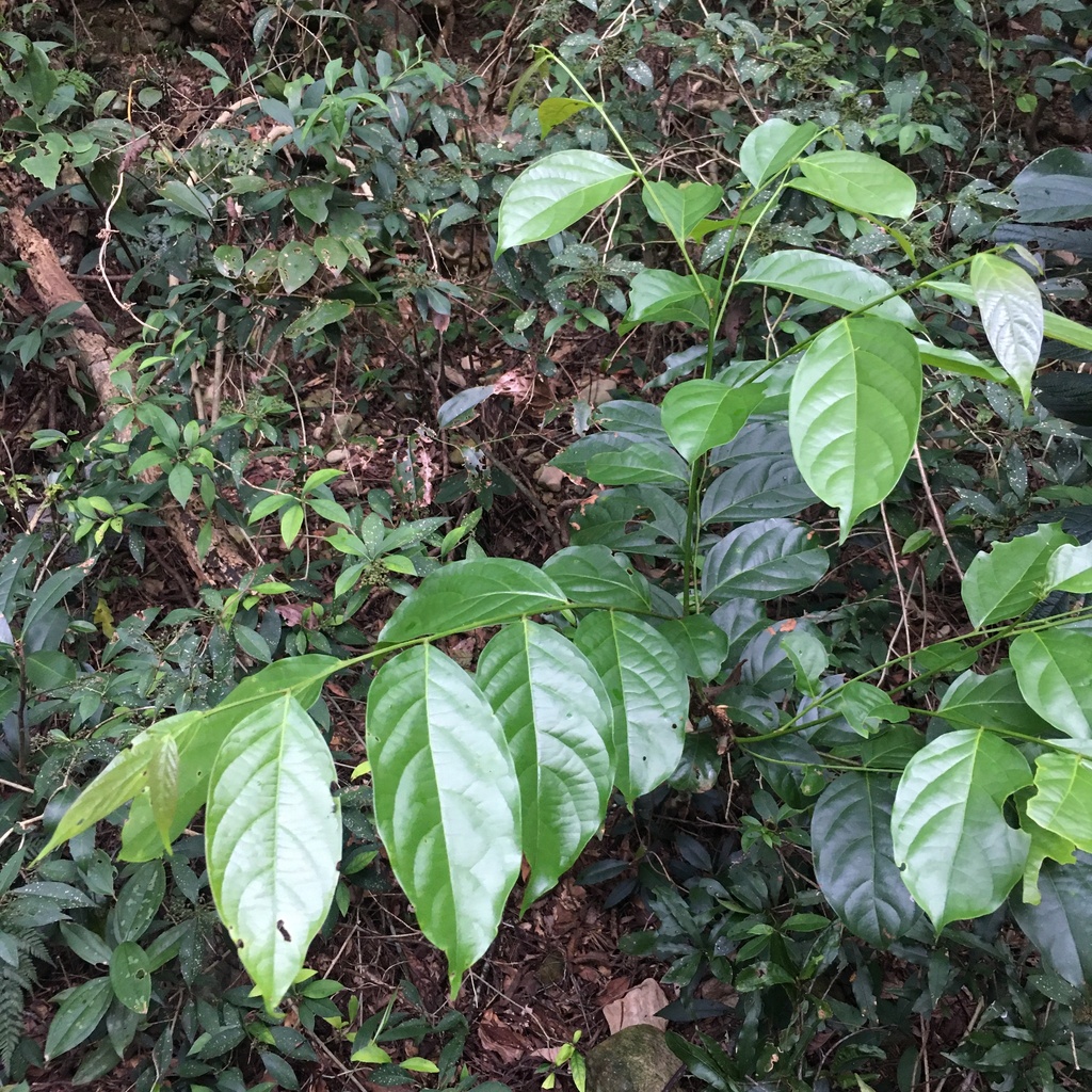 Umbrella Cheese Tree from 台灣南投縣 on August 6, 2022 at 02:58 PM by 洪阿愷 ...