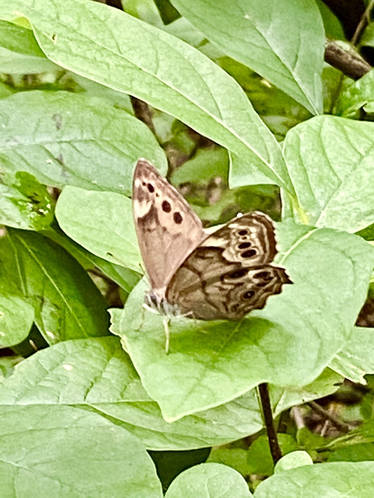 Northern Pearly-eye from Benjamin Banneker, Ellicott City, MD, US on ...