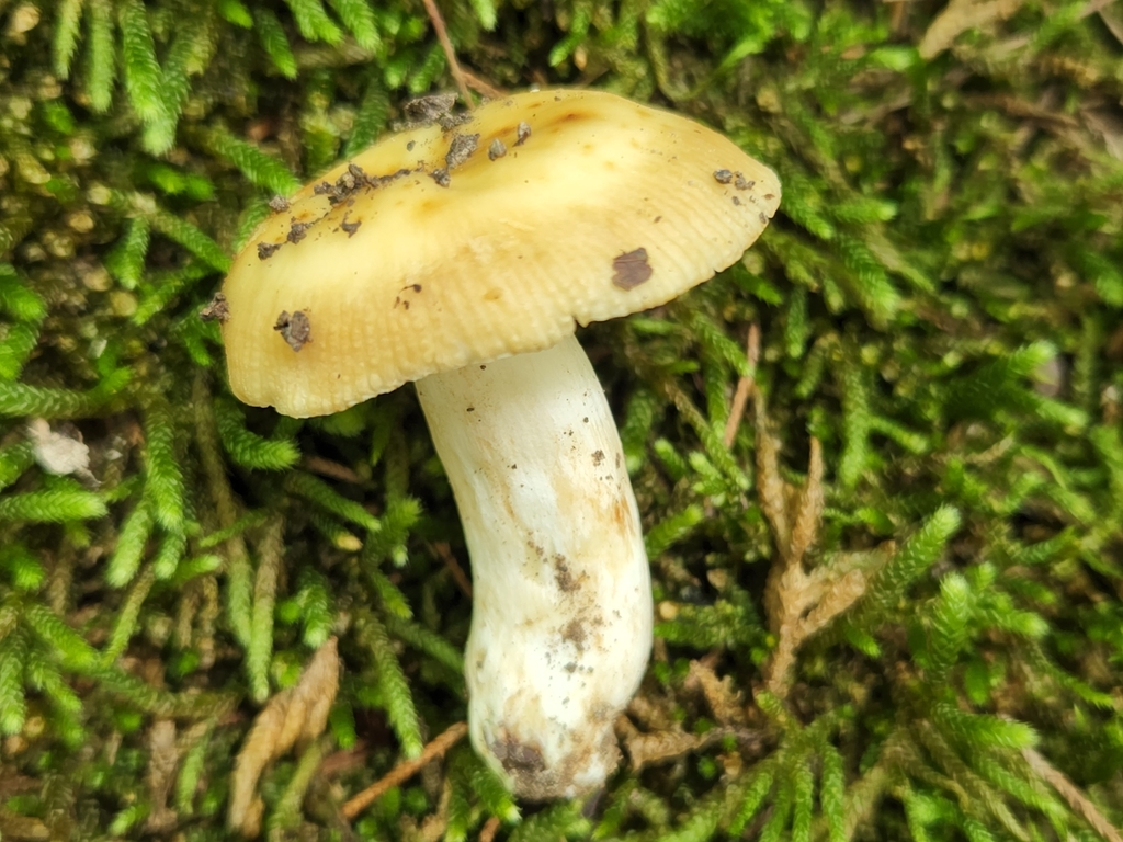 Russula pectinatoides from Van Buren Township, IN, USA on August 7 ...