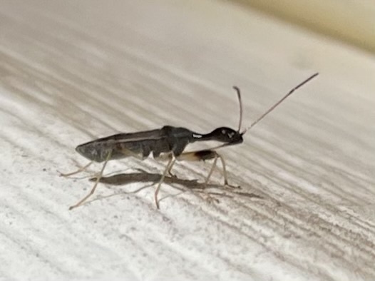 Long-necked Seed Bug in August 2022 by betsy_c · iNaturalist