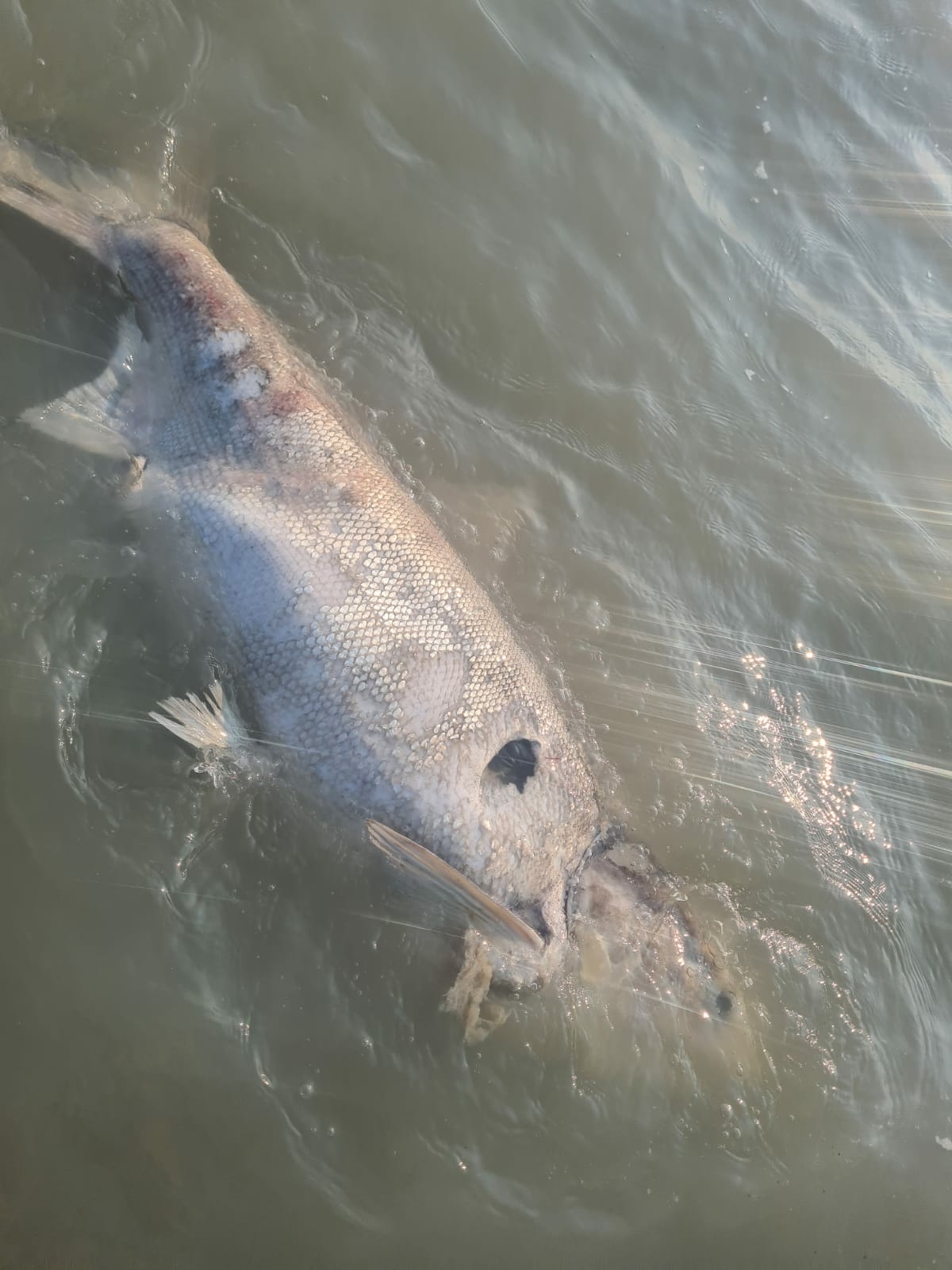 Hypophthalmichthys nobilis (Richardson, 1845)