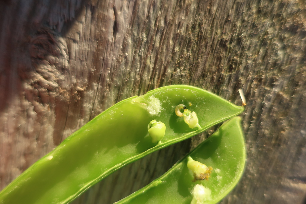 Pea Moth from Чистая Дуброва, Тверская обл., Россия, 171711 on August ...
