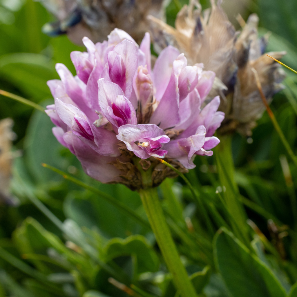 Parry Clover from Mt. Evans, Colorado, USA on August 1, 2022 at 10:51 ...