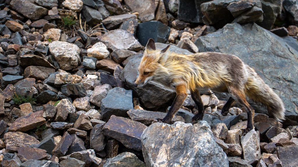 Red Fox from Summit County, CO, USA on August 2, 2022 at 10:58 AM by ...