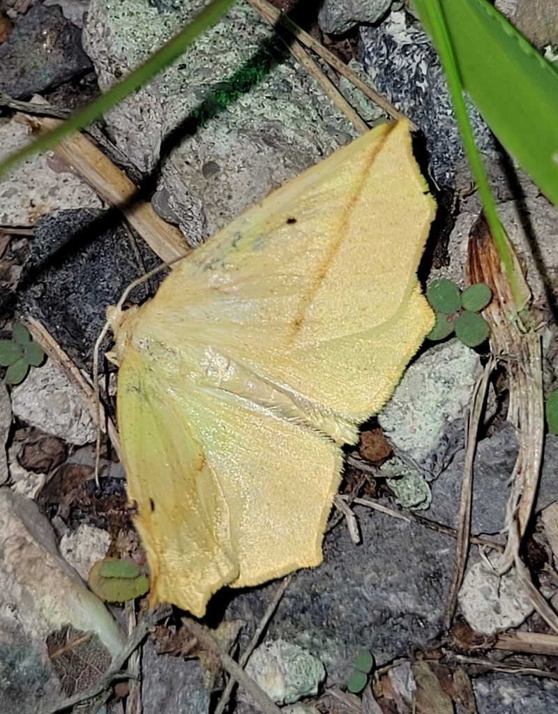 Yellow Slant-line from Ward Pound Ridge, Westchester County, NY on ...