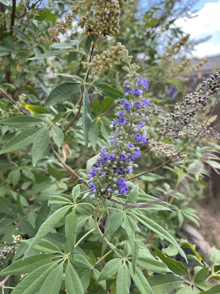 Lilac chaste tree from Bellgrove Ct, Killeen, TX, US on August 07, 2022 ...