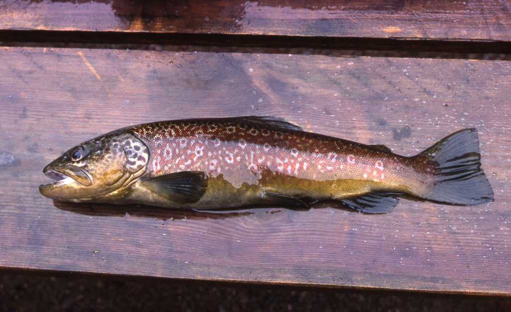 Brown Trout from Byglandsfjorden, Bygland Municipality, Norway on May ...
