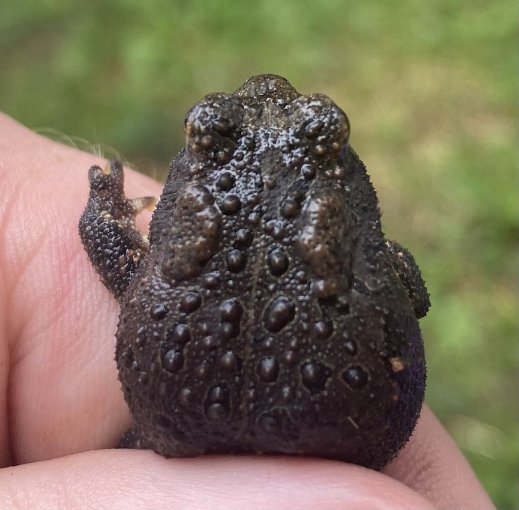 American Toad from Franklin Ave, Middleton, WI, US on August 7, 2022 at ...