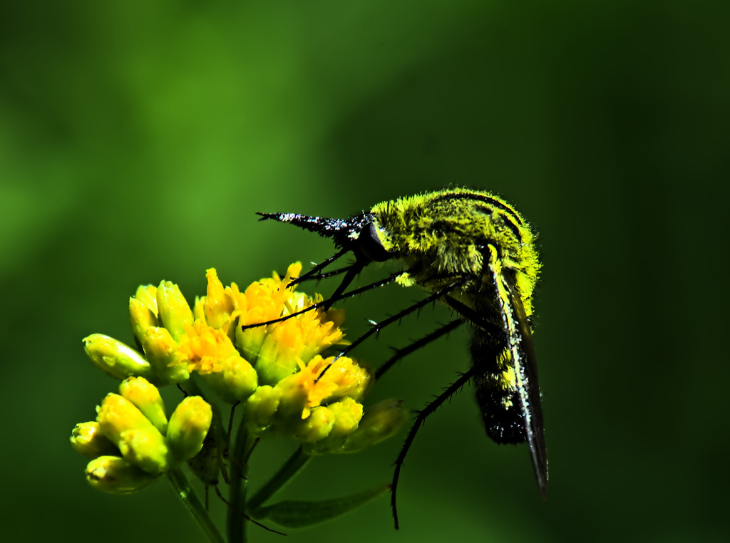 Hunchback Bee Fly from Sunbury, New Brunswick, Canada on August 06 ...