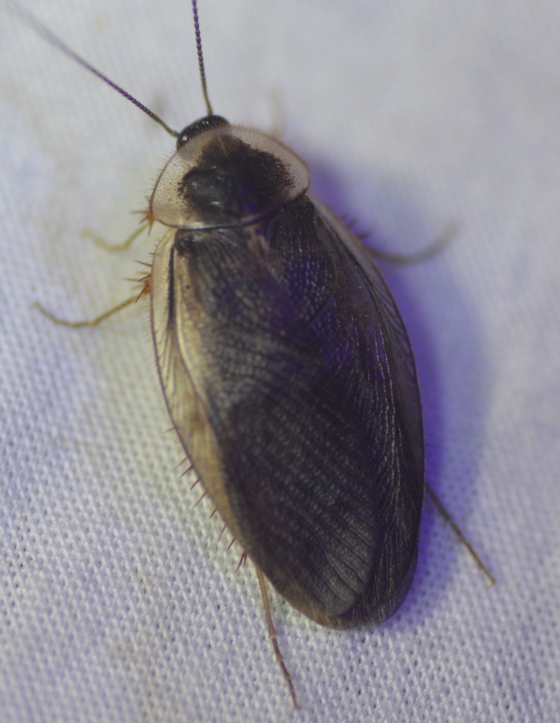 Florida Sand Cockroach (Cockroaches and Termites of the United States ...