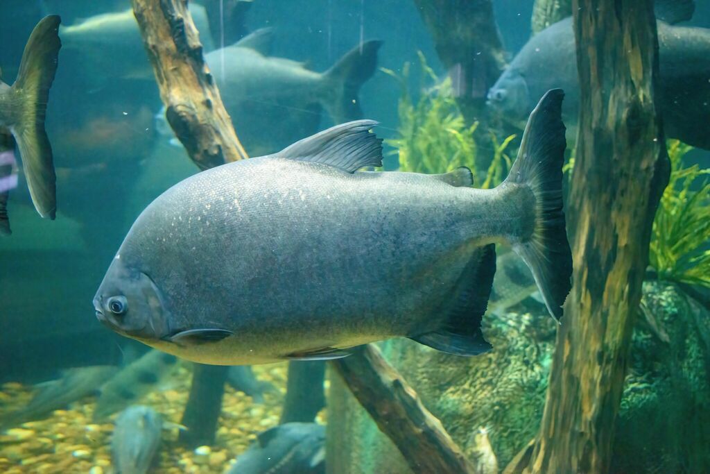 Small-scaled Pacu from Av. Eduardo Carrasco S/N, S2000 Rosario, Santa ...