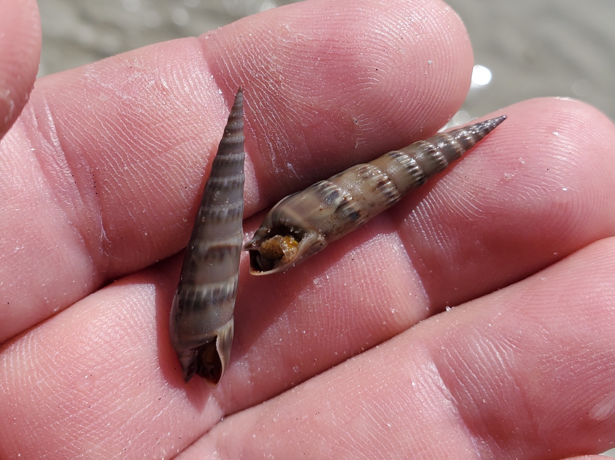 Hastula cinerea (Born, 1778)