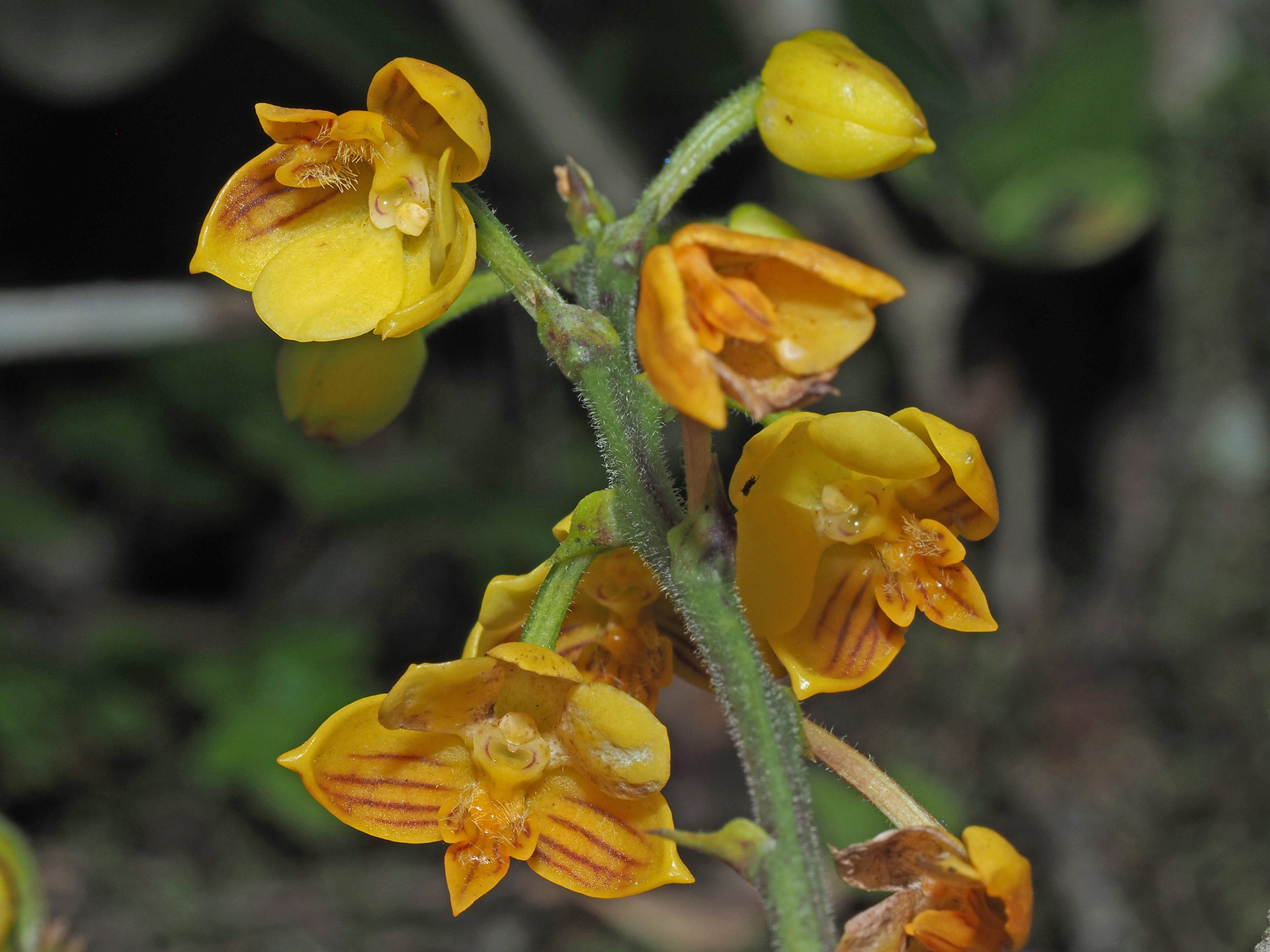 Polystachya pubescens (Lindl.) Rchb.f.