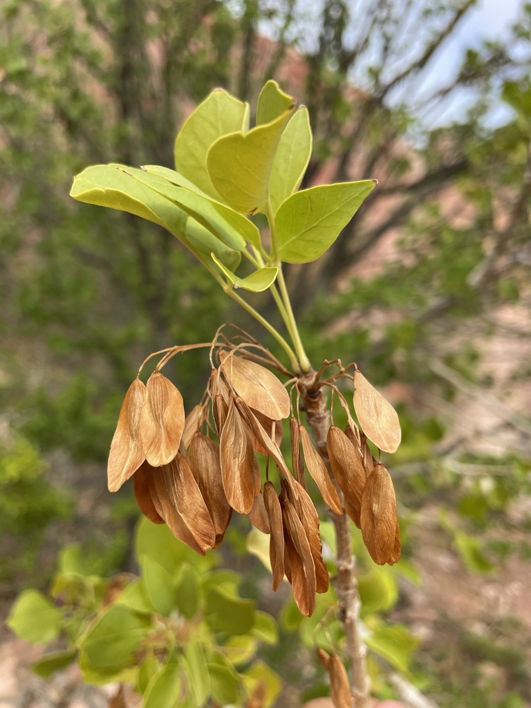 single-leaf ash from Clark County, NV, USA on August 5, 2022 at 07:24 ...