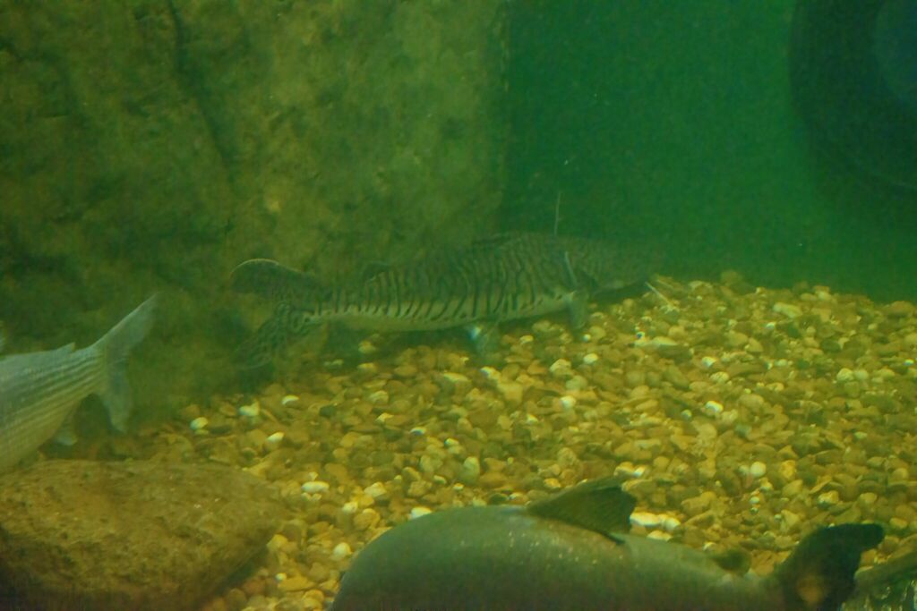 Reticulated Sorubim (Pseudoplatystoma reticulatum) - Marine Life ...