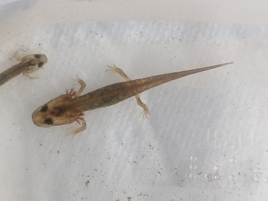 Corsican brook salamander from 20231 Venaco, France on August 07, 2022 ...