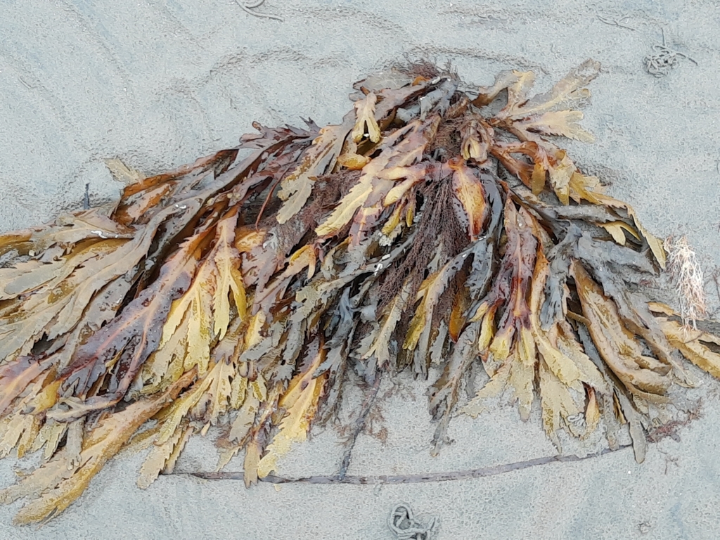 Saw Wrack from Tønsberg, NO-VF, NO on August 7, 2022 at 07:40 PM by ...