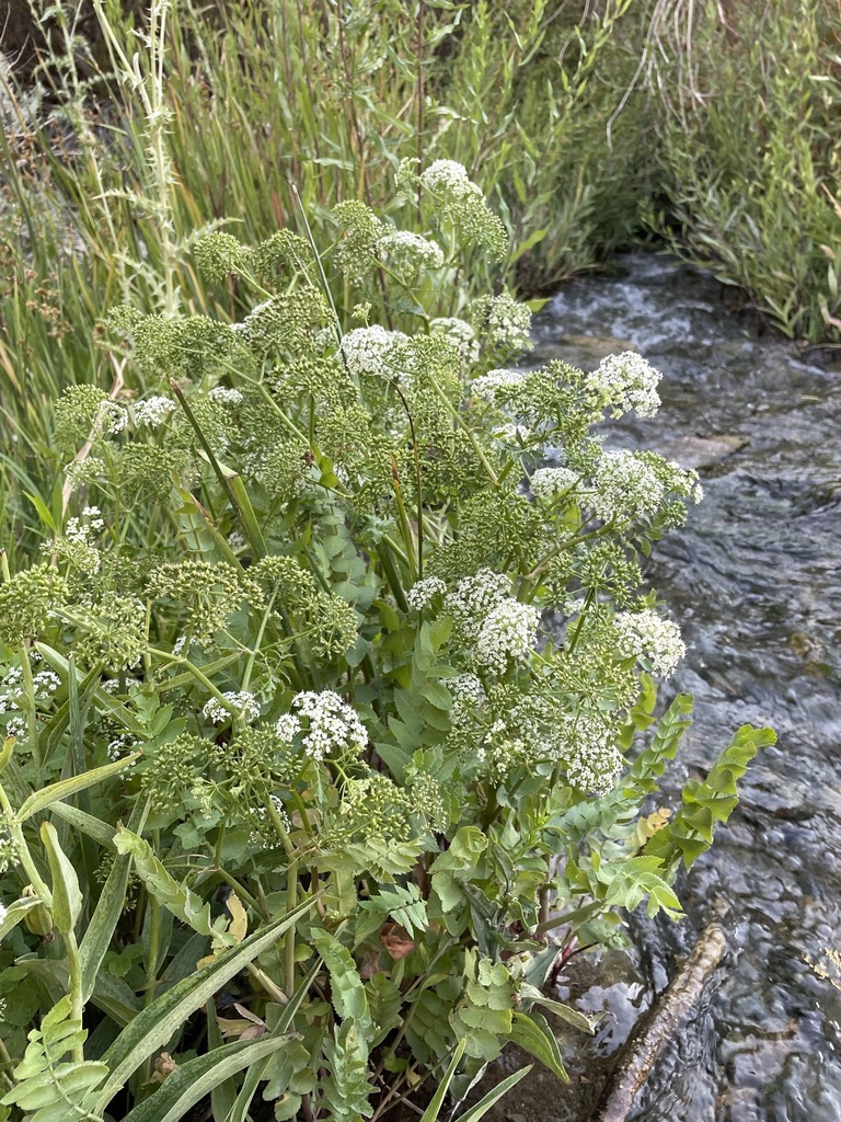 cutleaf water parsnip from Inyo National Forest, Inyo, California ...
