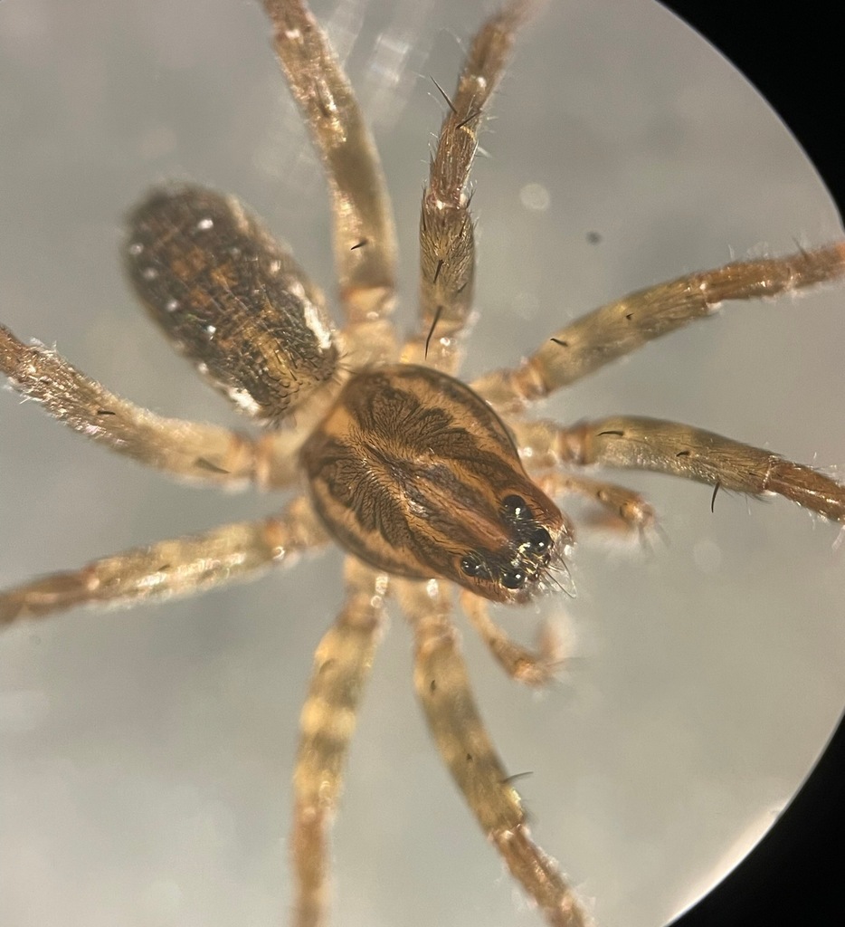 Lonely Wolf Spider from Gloucester County, NJ, USA on August 4, 2022 at ...