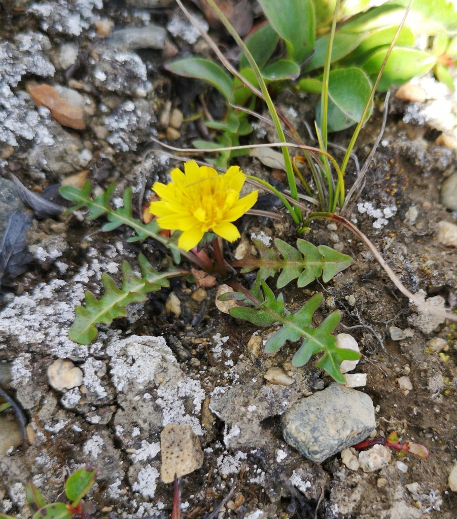 Alaska Dandelion from Haines Junction, YT Y0B 1L0, Canada on August 4 ...