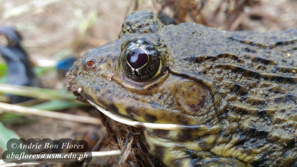 East Asian Bullfrog from Magpet, Cotabato, Philippines on July 27, 2018 ...