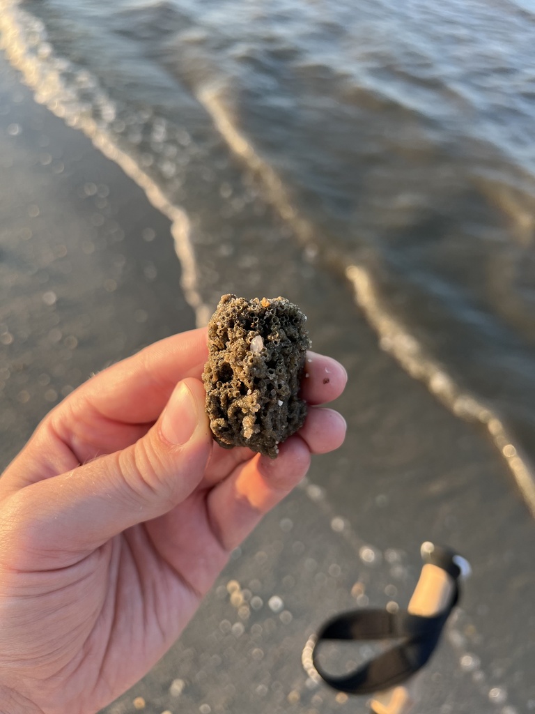 Clathria from Bay Ave, Slaughter Beach, DE, US on August 3, 2022 at 07: ...
