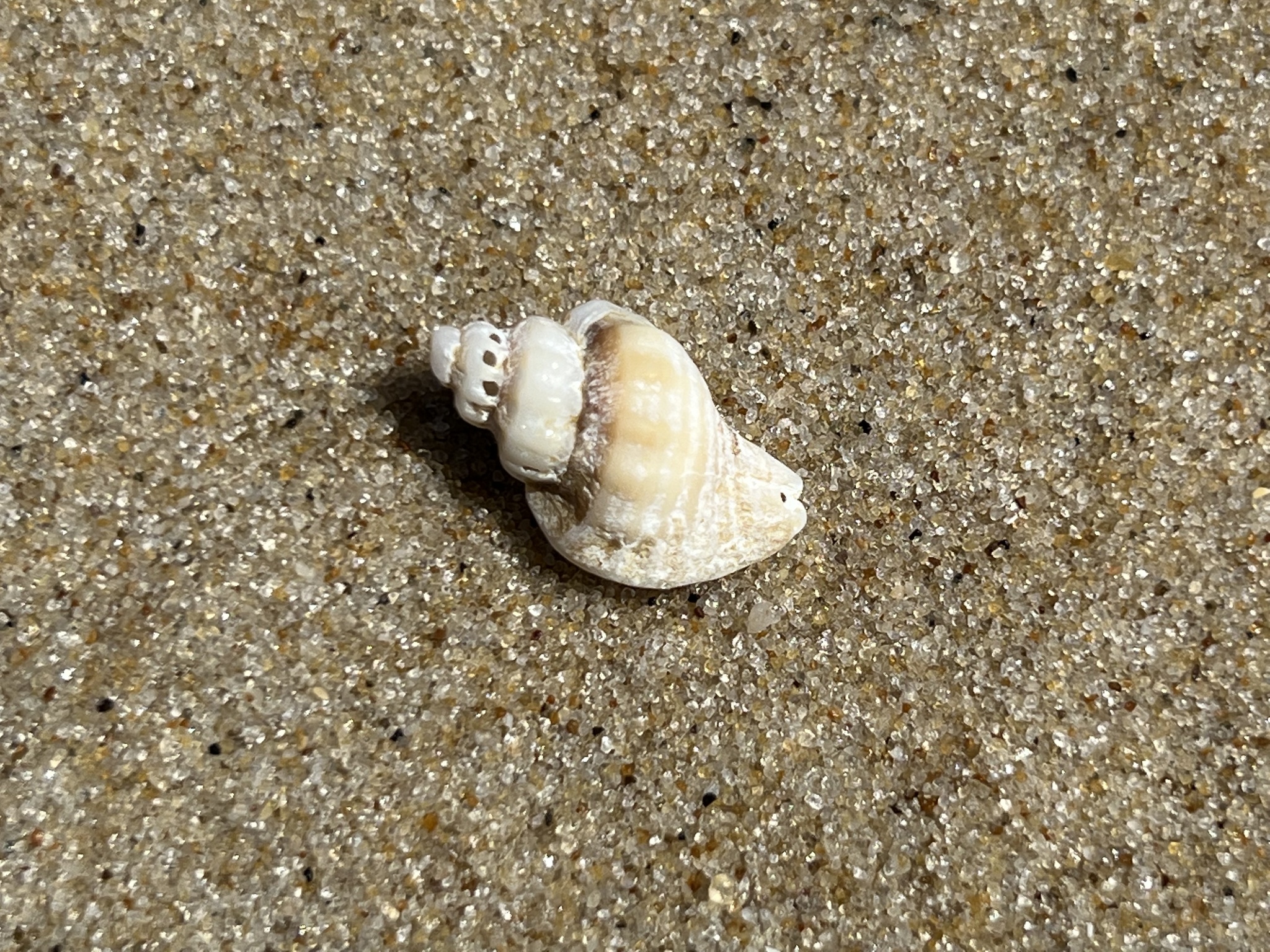 Eupleura caudata (Say, 1822)