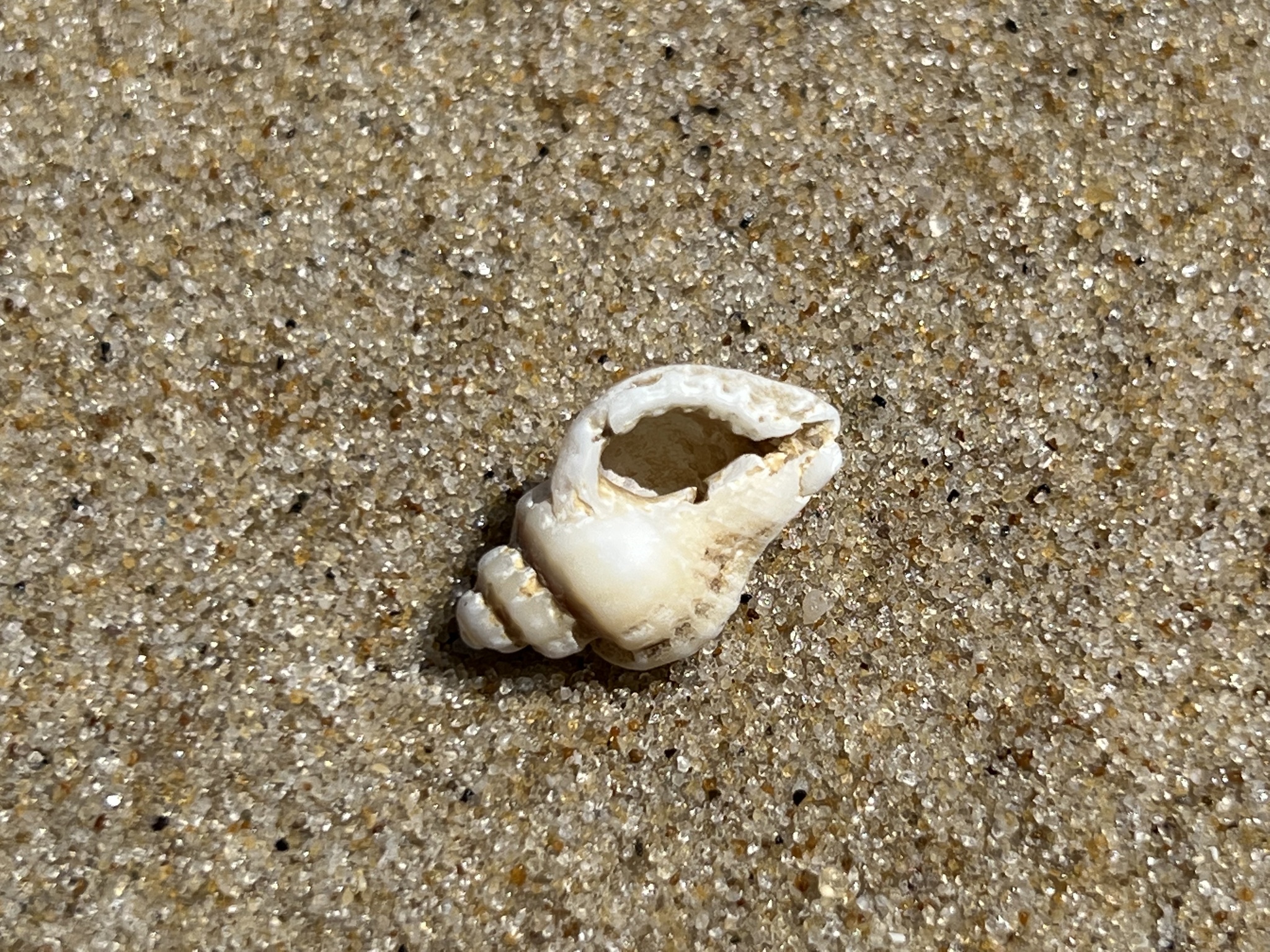 Eupleura caudata (Say, 1822)